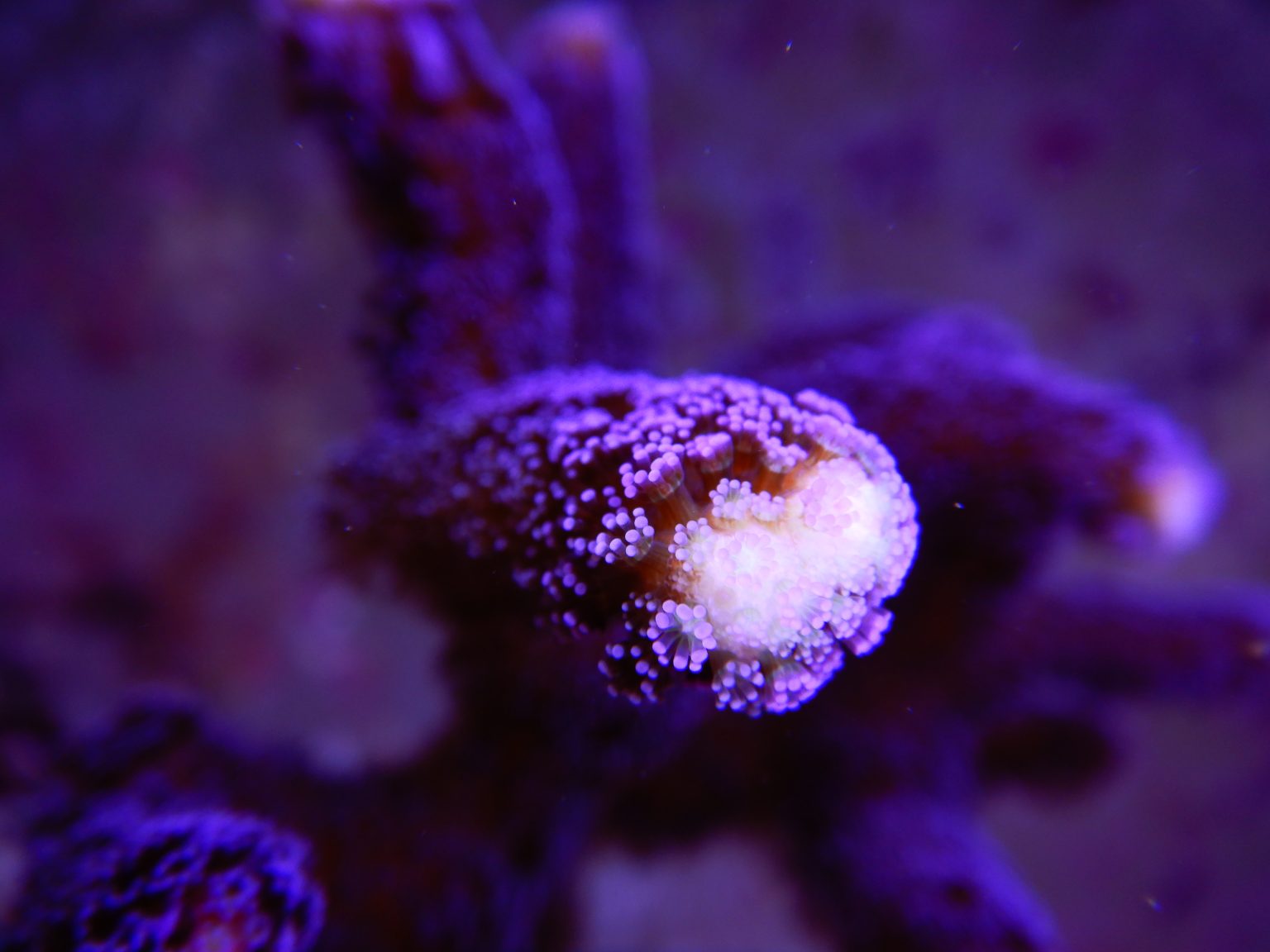 Breeding system - Roffa Reefs