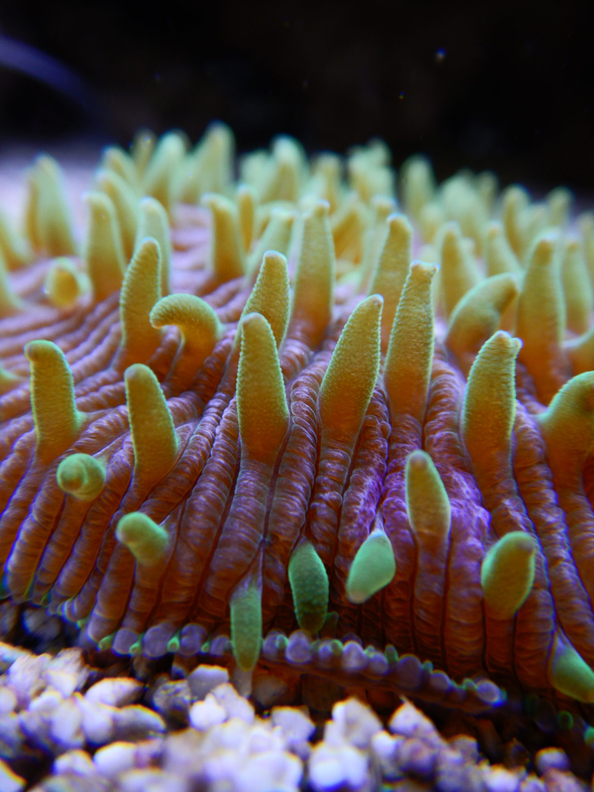 Breeding system - Roffa Reefs
