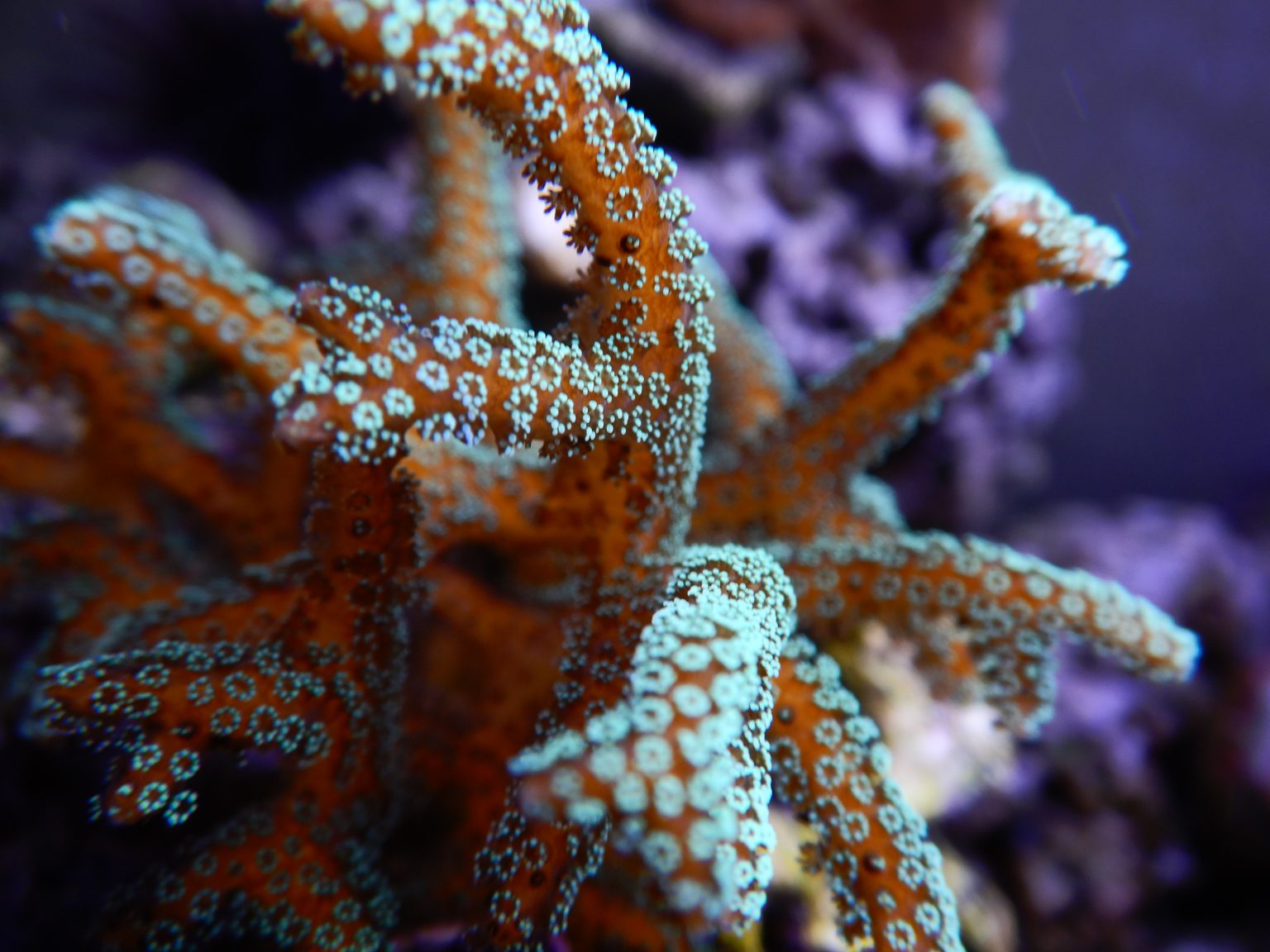 Breeding system - Roffa Reefs