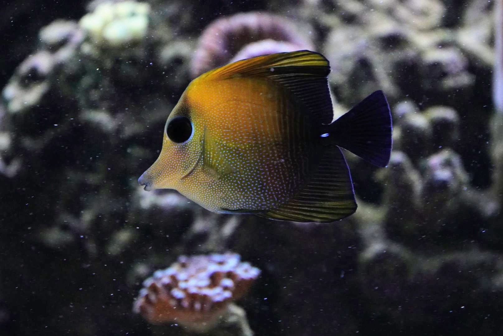 Breeding system - Roffa Reefs