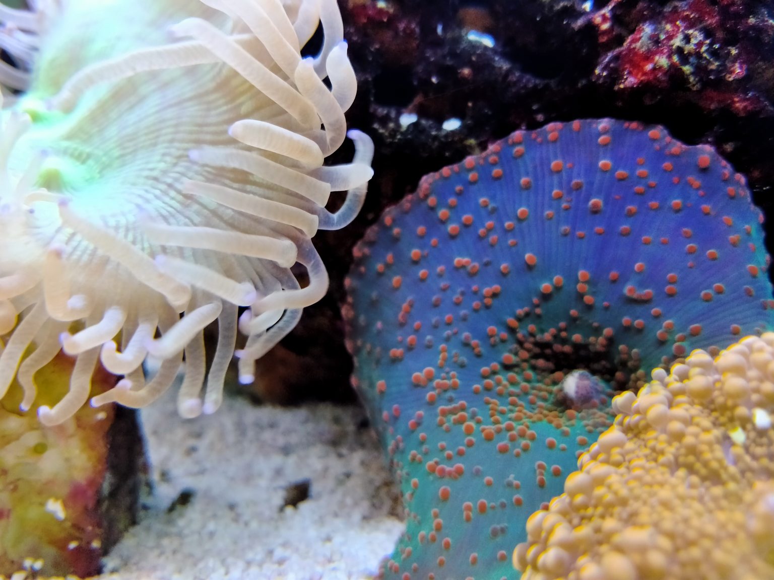 Vegan fish feed - Roffa Reefs